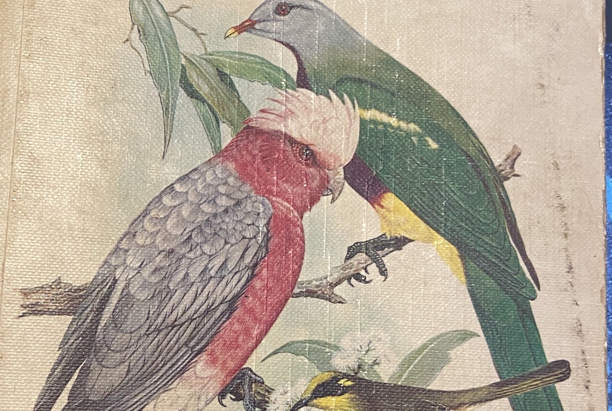 Bird-Spotting (Twitching) in Australia - Wandering Walleye