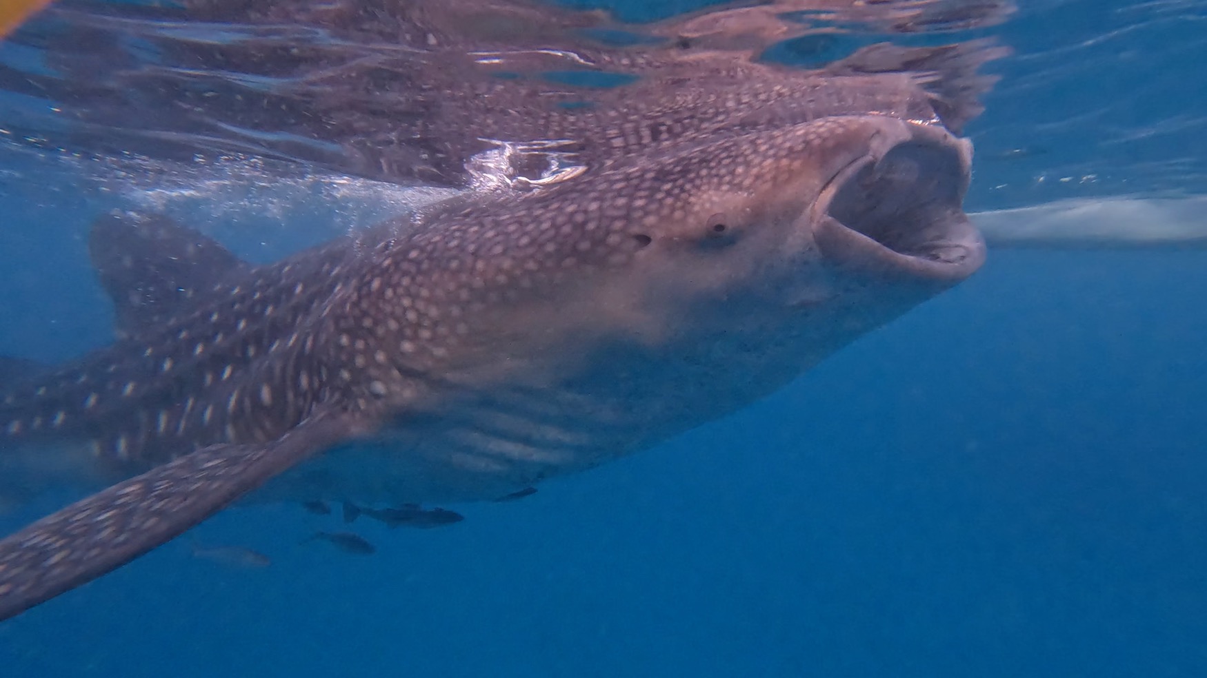 Aqua-Fauna of the Philippines – Whale Sharks, Sardines, and Sea Turtles ...